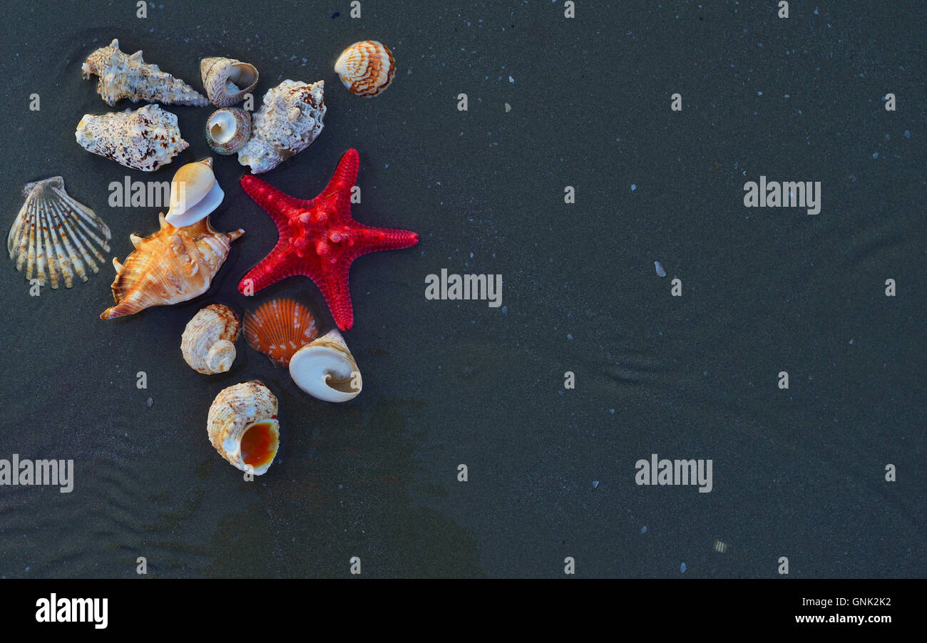 Sea shells and star fish on the sea pebbles Stock Photo - Alamy