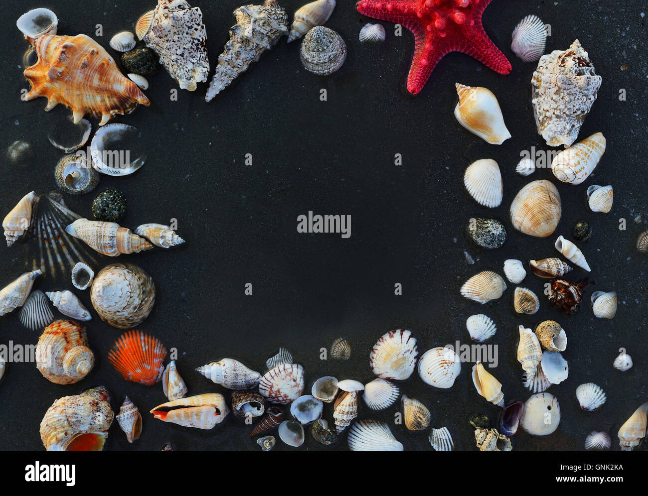 Sea shells and star fish on the sea pebbles Stock Photo - Alamy