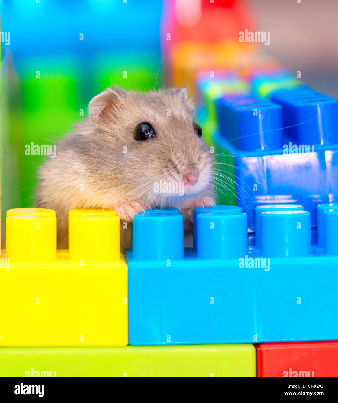 Dzungarian hamster hi-res stock photography and images - Alamy