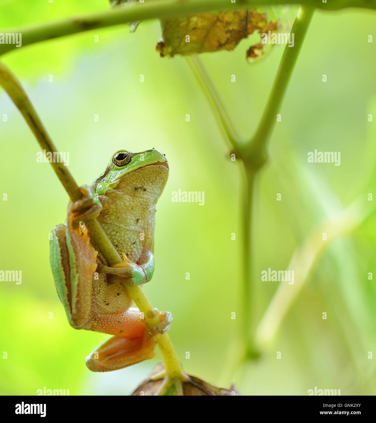 Australian Green Tree Frog sitting on a vine with green leaf background ...