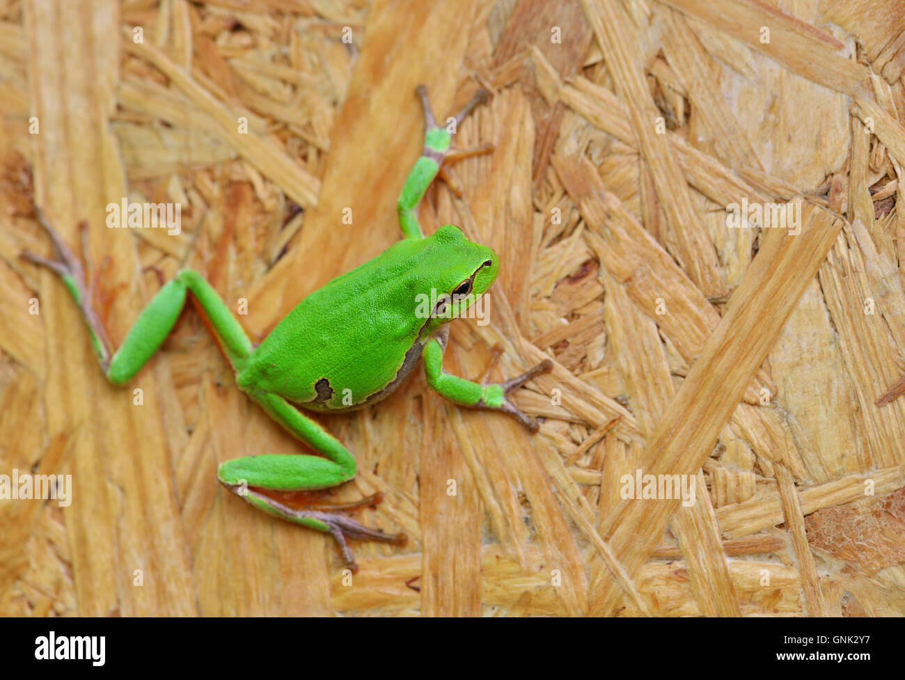Small green tree frog hold on oriented strand board Stock Photo - Alamy