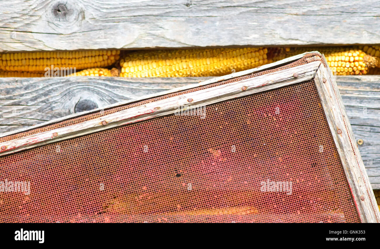 Corn and cobs. Traditional storage and big Corn and cobs closeup ...
