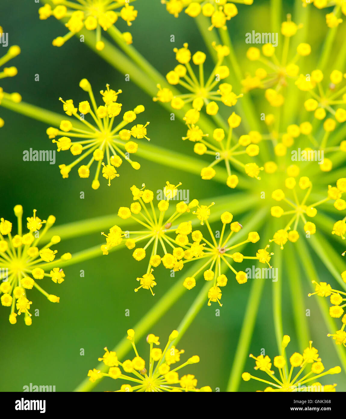 Dill Flower High Resolution Stock Photography and Images - Alamy