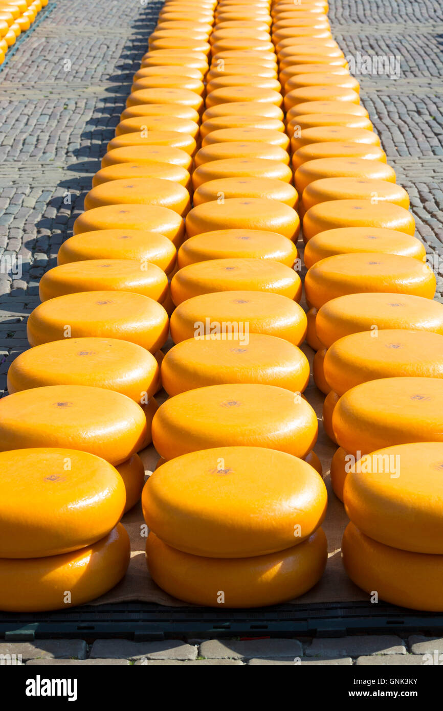 Traditional wheels of Gouda cheese on display on cobblestones at ...