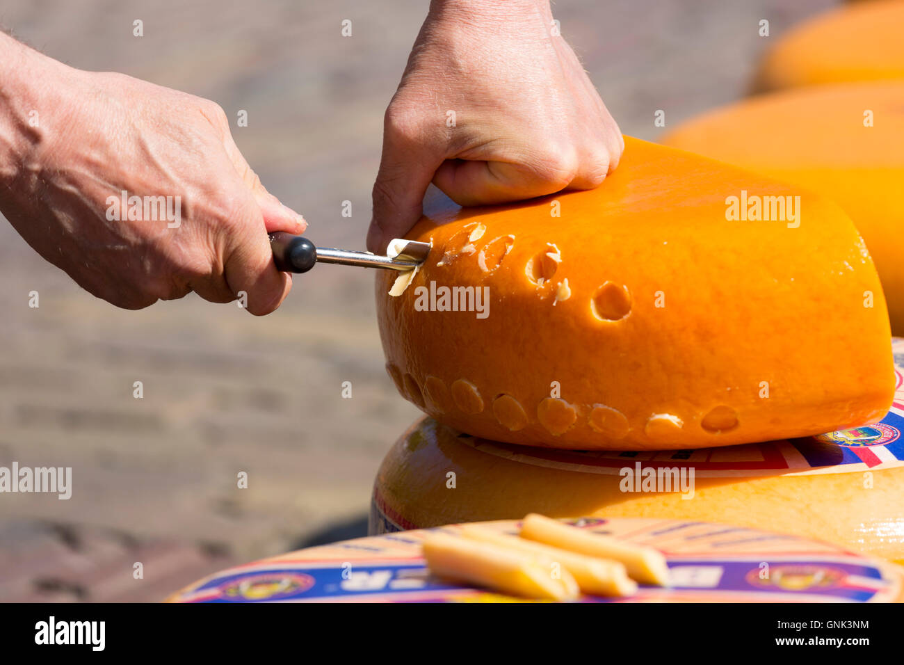 Sample of Gouda wheel being sampled by hand with cheese scoop at ...