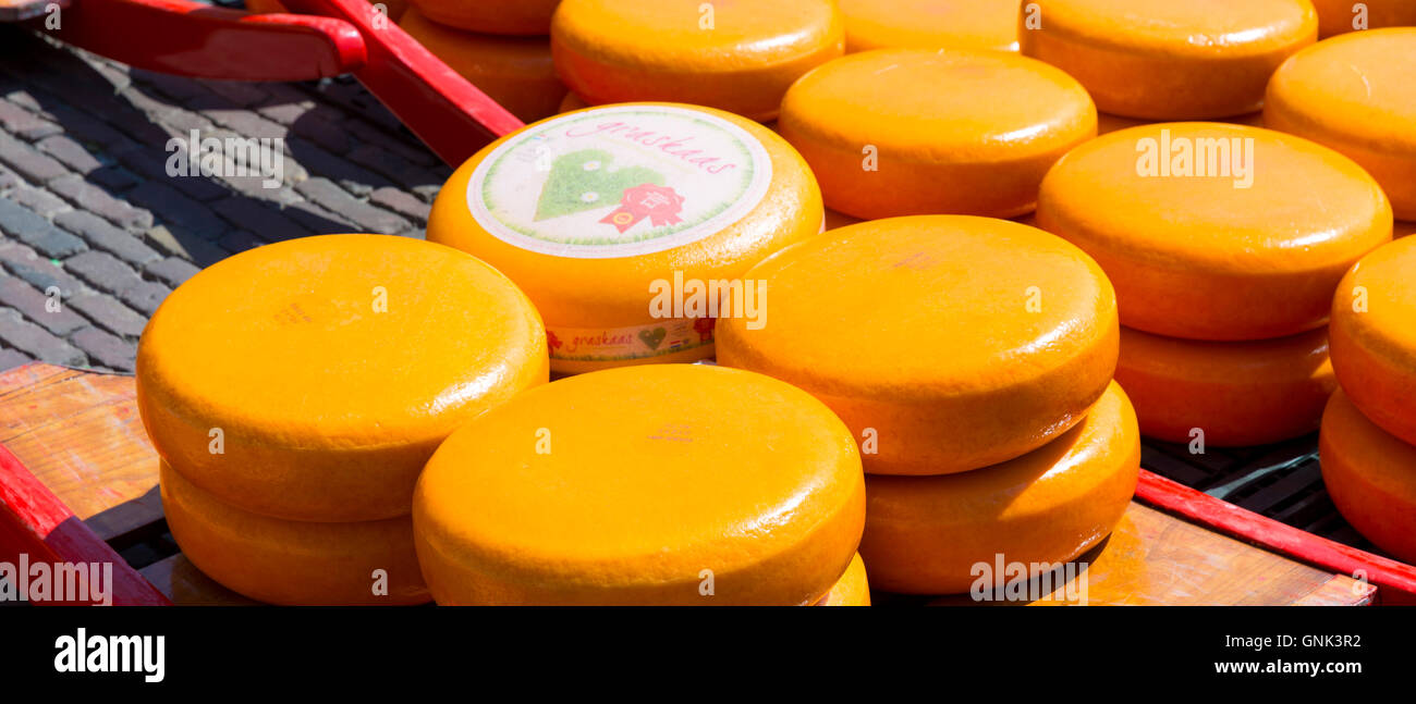 Wheels / rounds of Graskaas Gouda cheese on sled / stretcher at Alkmaar ...