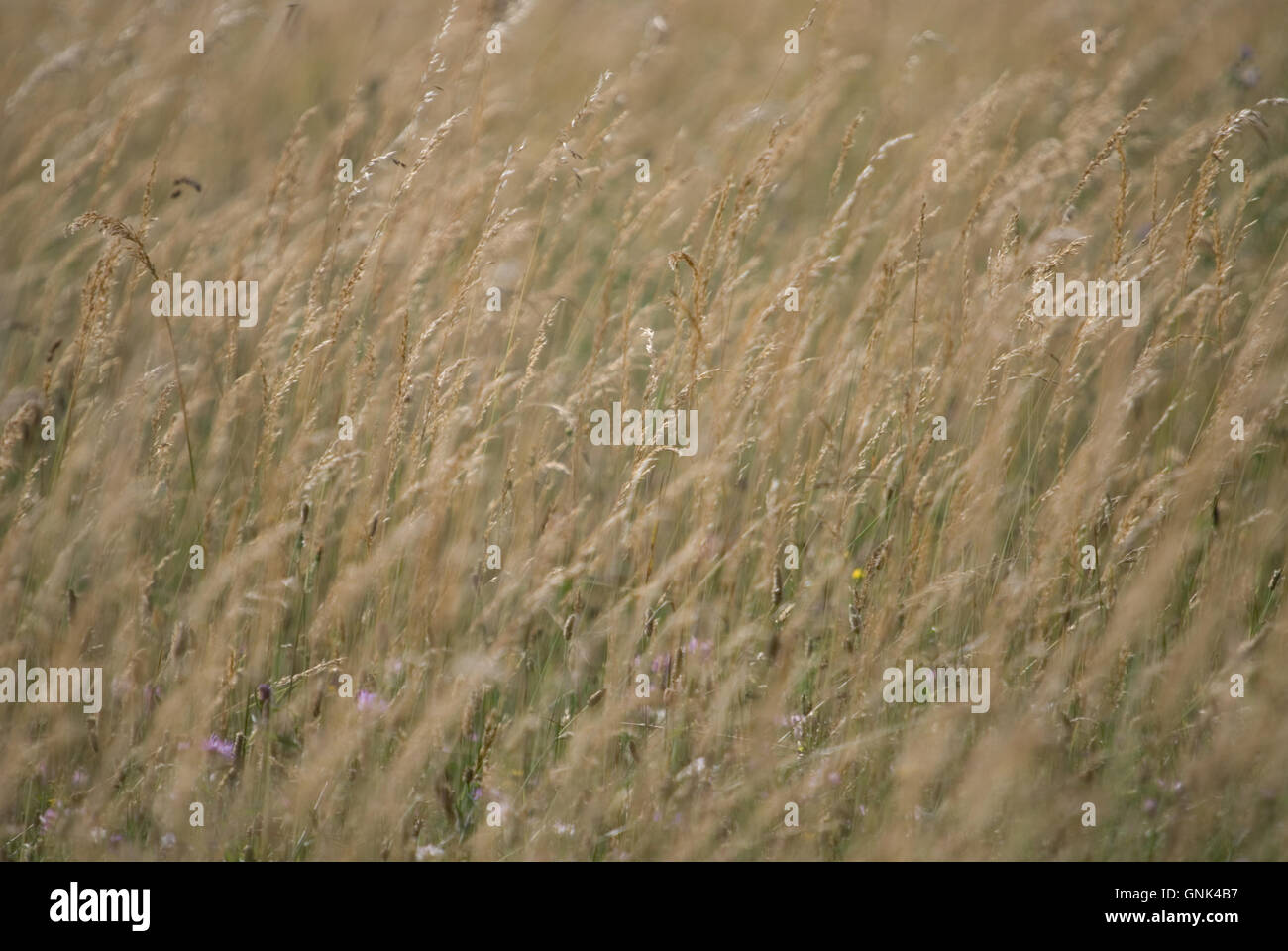 Grassy texture details hi-res stock photography and images - Alamy