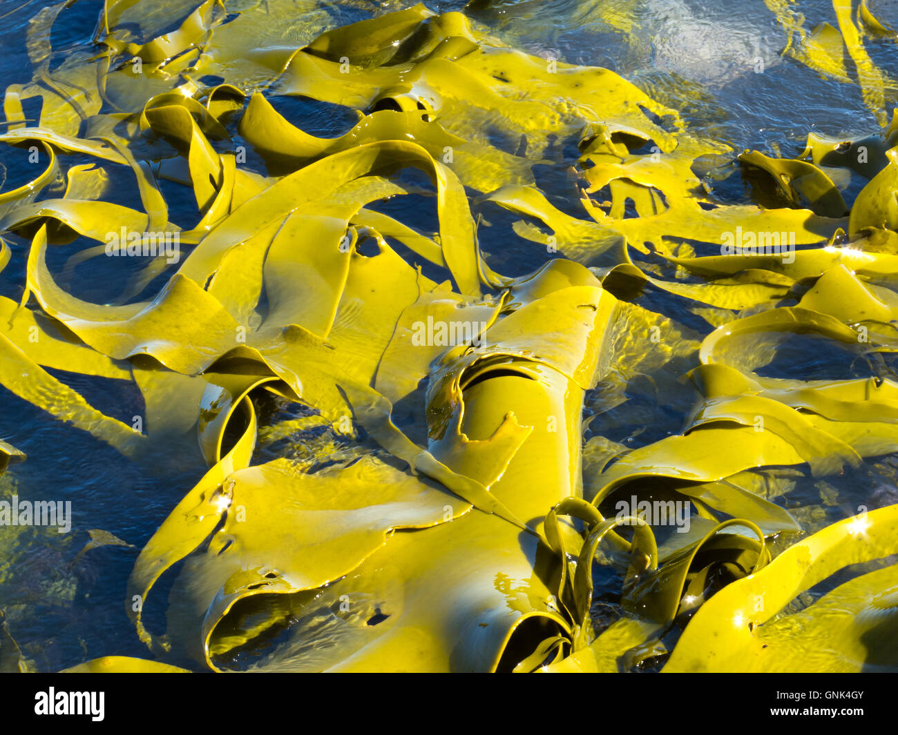 Bull Kelp blades on surface background texture Stock Photo - Alamy
