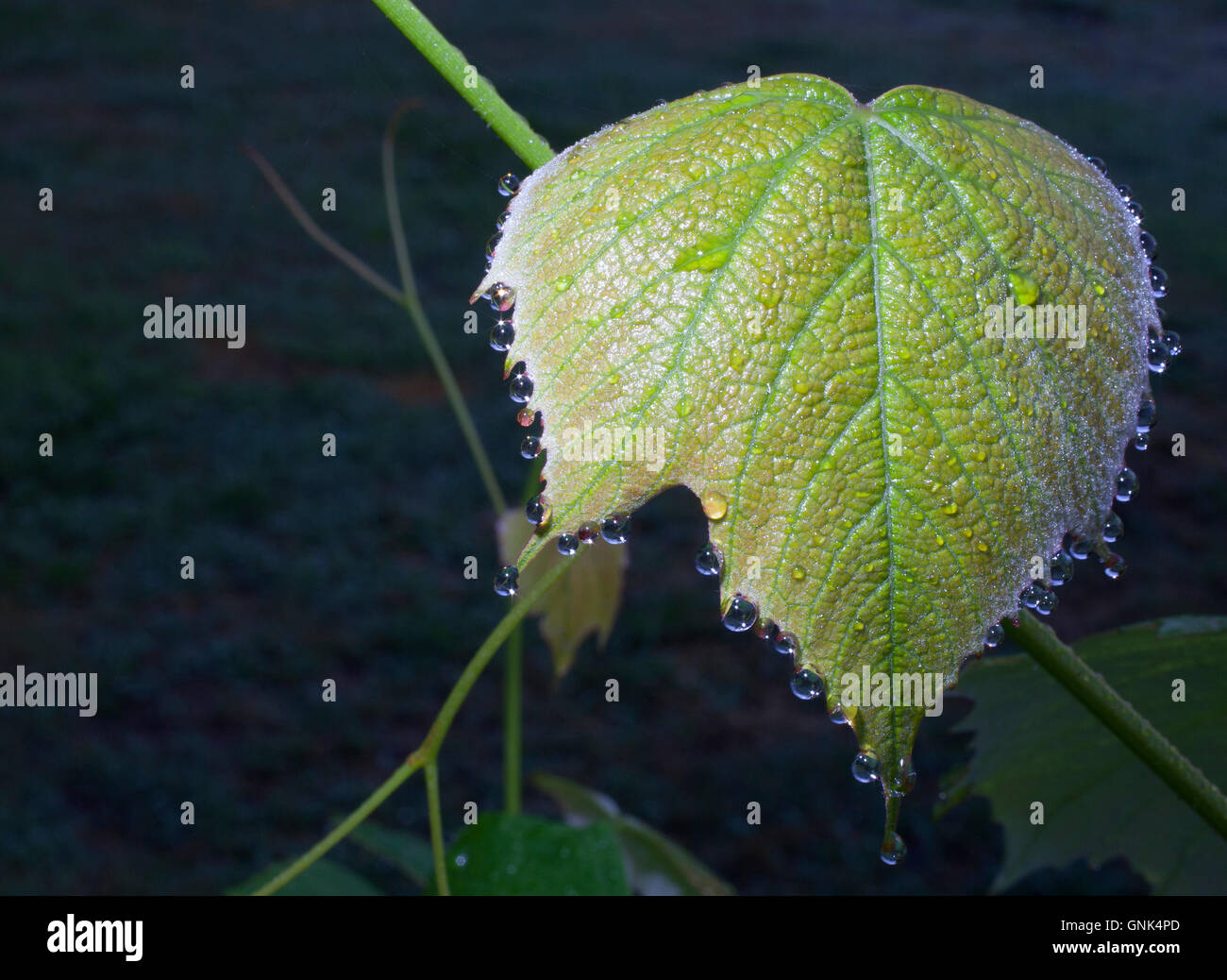 Leaf covered in dew hi-res stock photography and images - Alamy