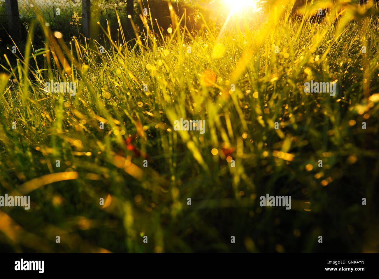 sunrise in beautiful alley Stock Photo - Alamy