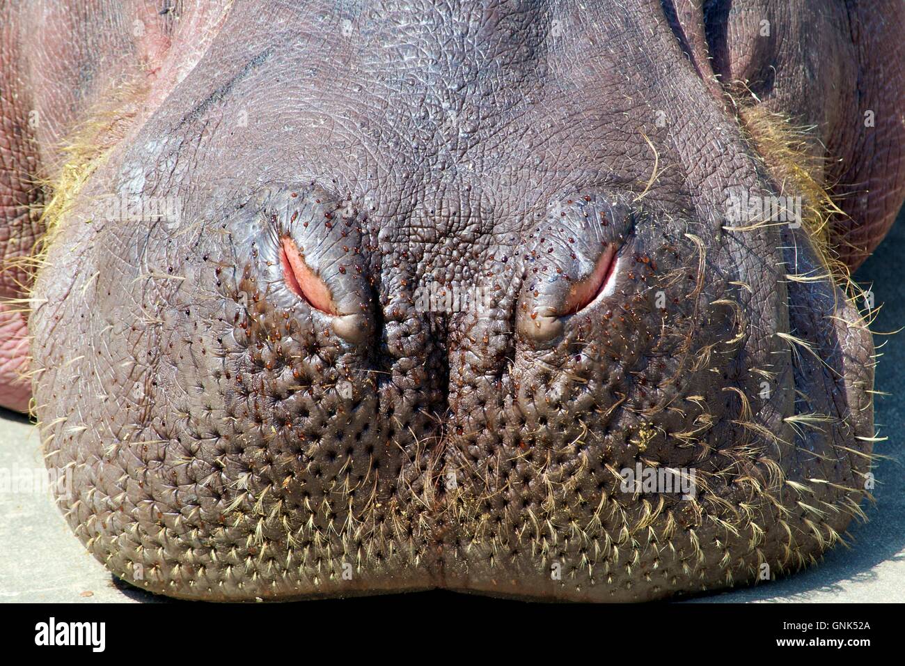 Large big huge nose hi-res stock photography and images - Alamy