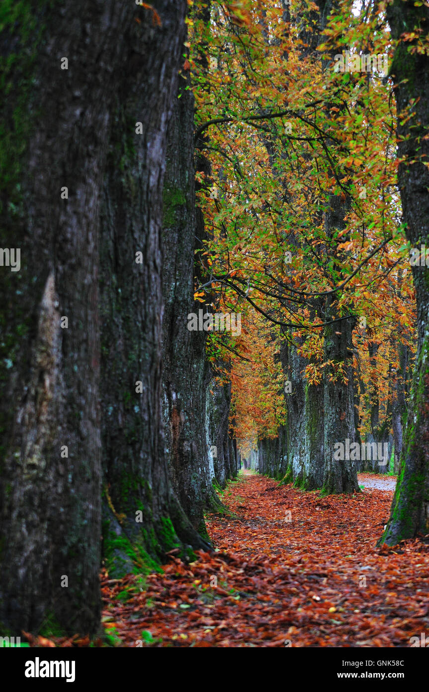 long alley at fall autumn sesson Stock Photo - Alamy