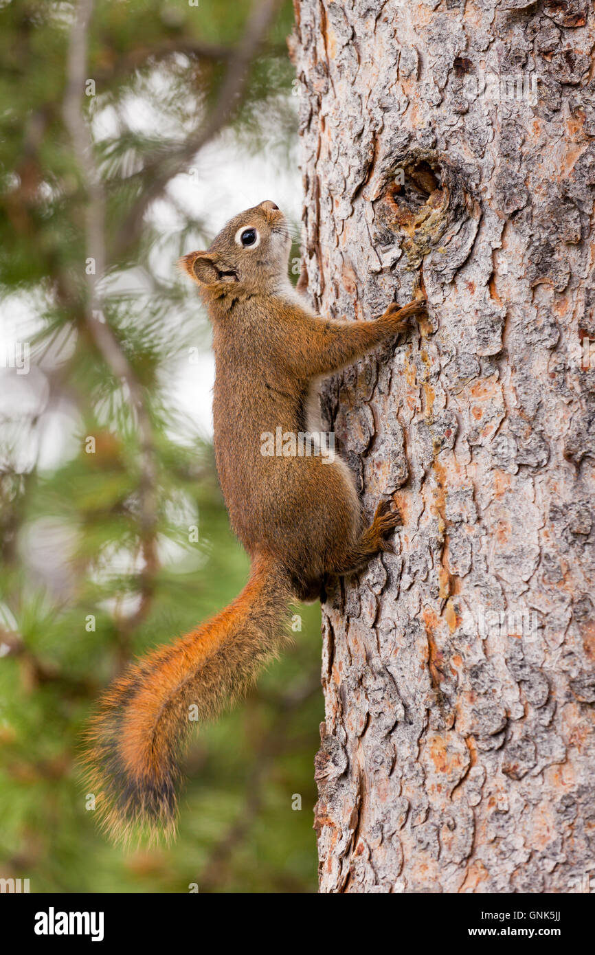 Curious cute American Red Squirrel climbing tree Stock Photo - Alamy