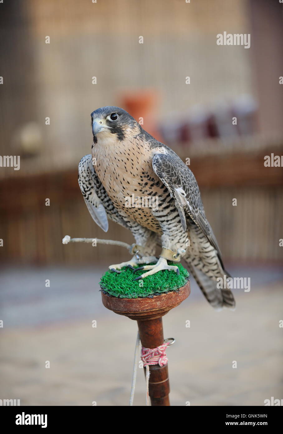 arab falcon bird Stock Photo - Alamy
