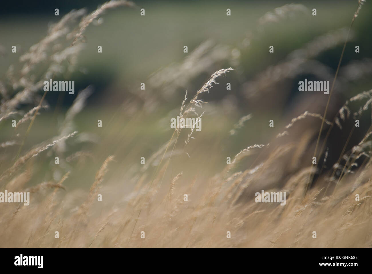 wind in grass Stock Photo - Alamy