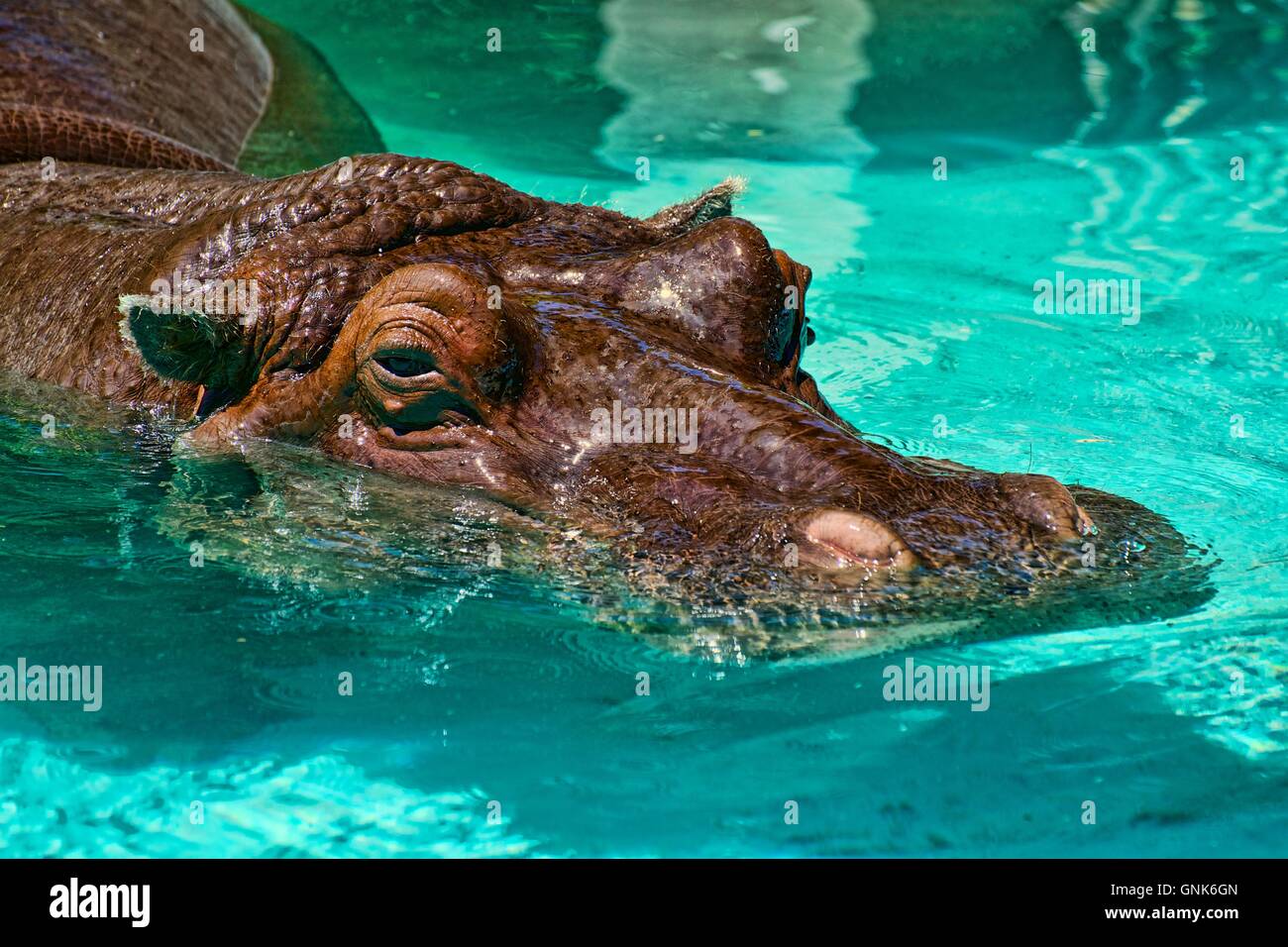 Hippo in the Pool Stock Photo - Alamy