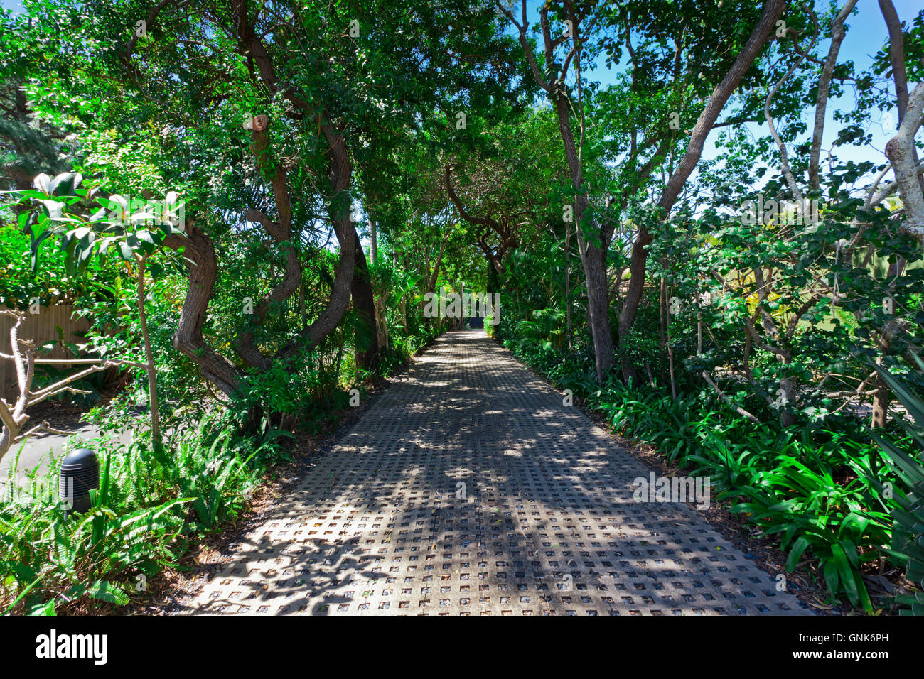 Driveway palm tree hi-res stock photography and images - Alamy