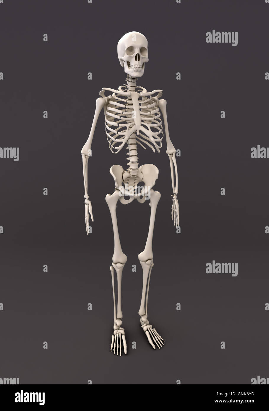 Skeleton of a gray background Stock Photo - Alamy