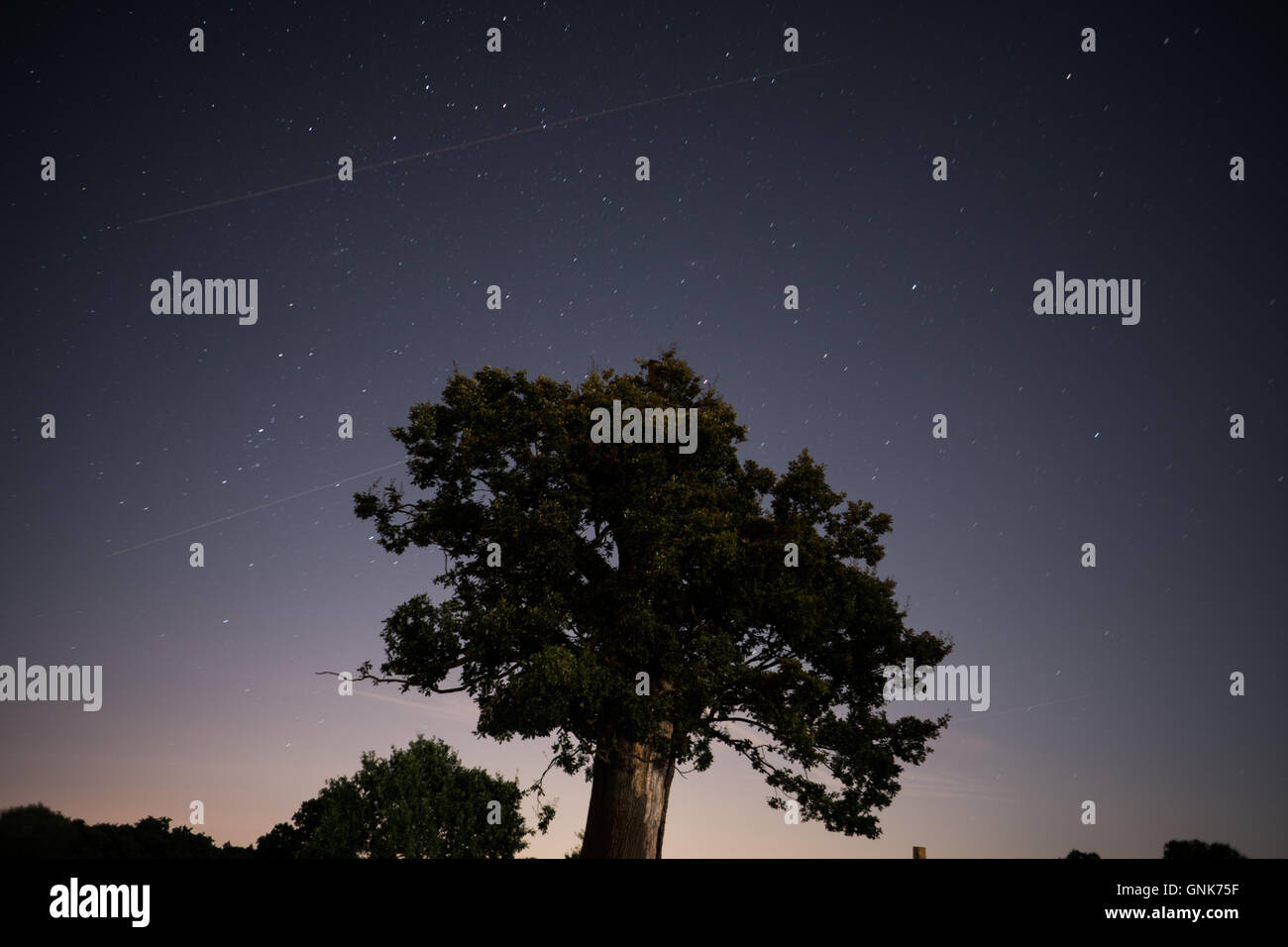 tree at night Stock Photo - Alamy