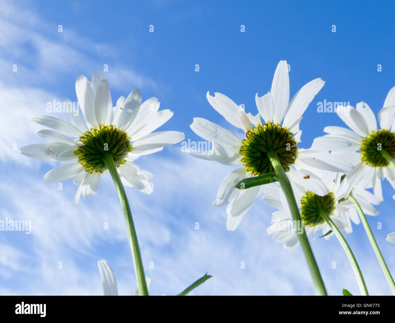 Close-up shot of white daisy flowers from below Stock Photo - Alamy