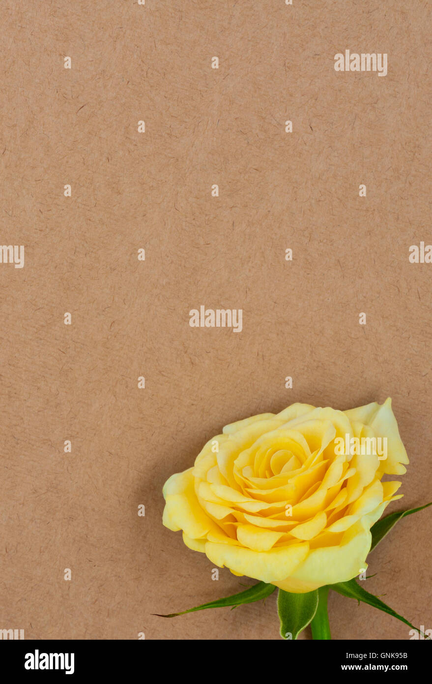 Rose paper texture hi-res stock photography and images - Alamy
