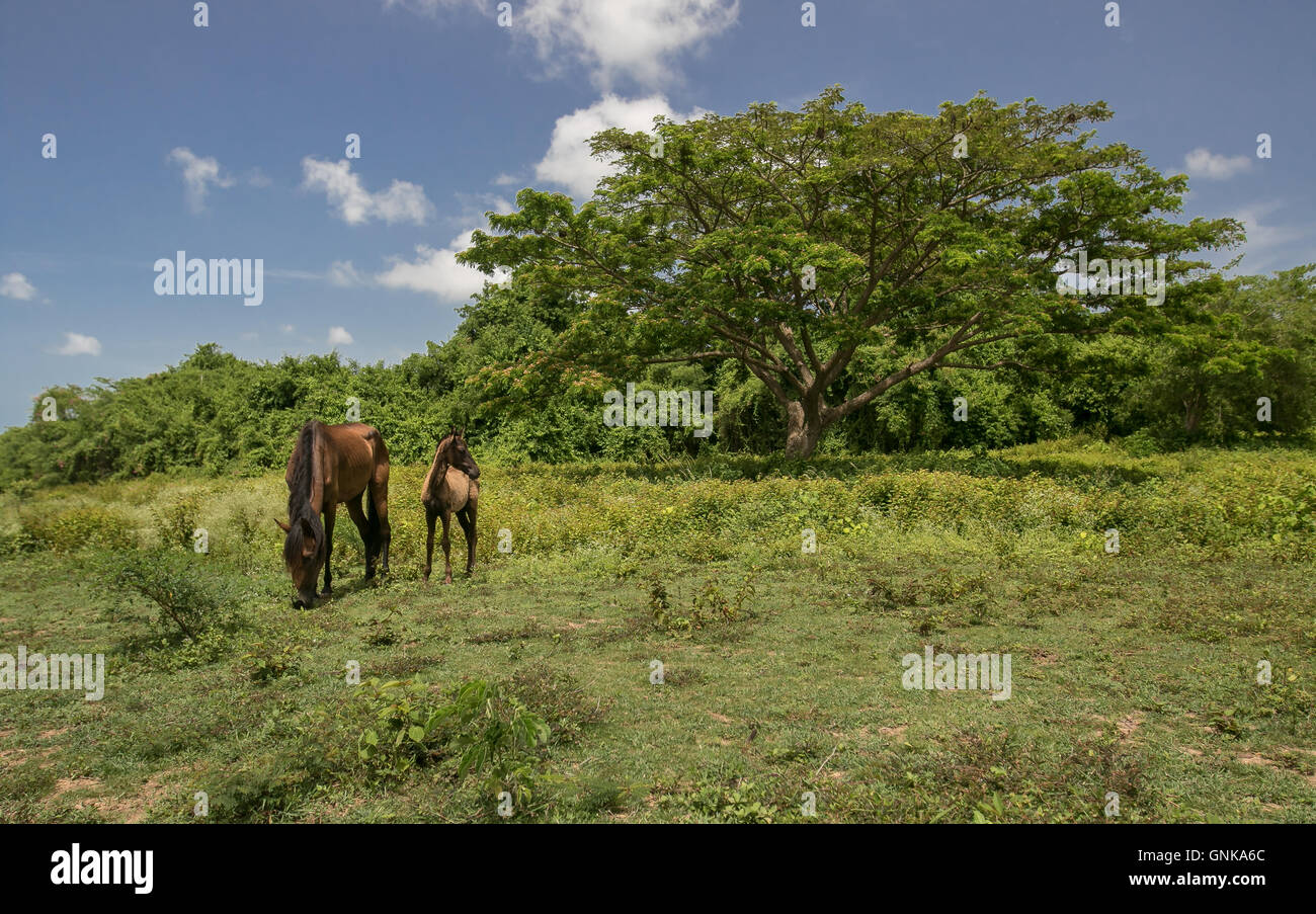 Puerto rico field hi-res stock photography and images - Alamy