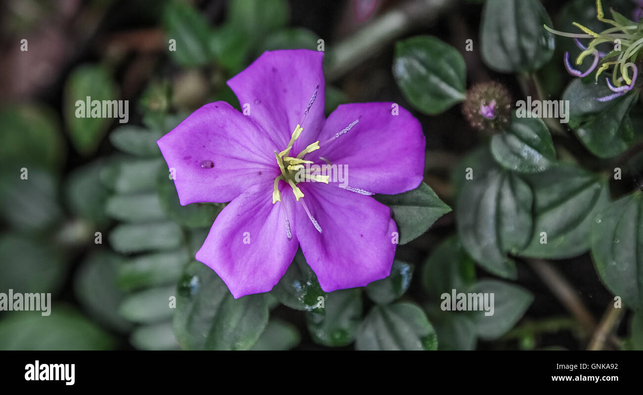 Fiji flower hi-res stock photography and images - Alamy