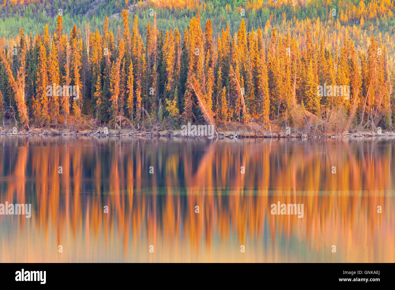 Sunset reflections on boreal forest lake in Yukon Stock Photo - Alamy