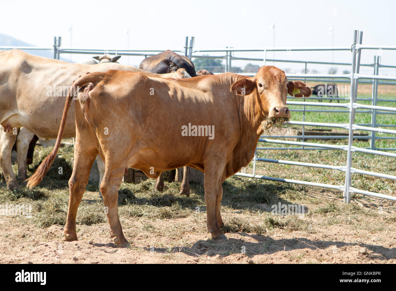 The farm angola hi-res stock photography and images - Alamy