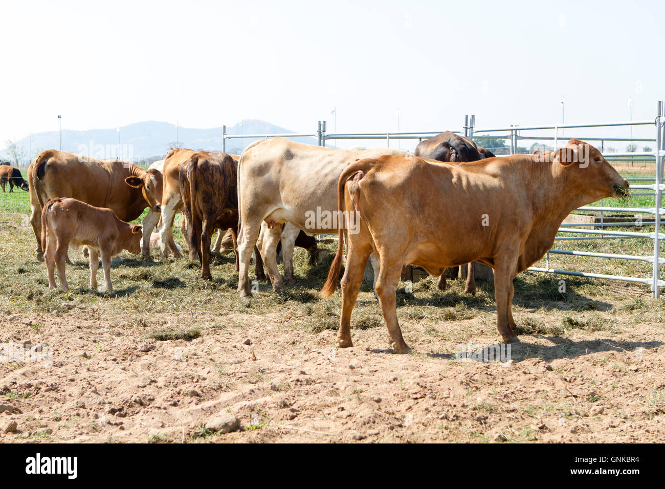 Angola animal hi-res stock photography and images - Alamy