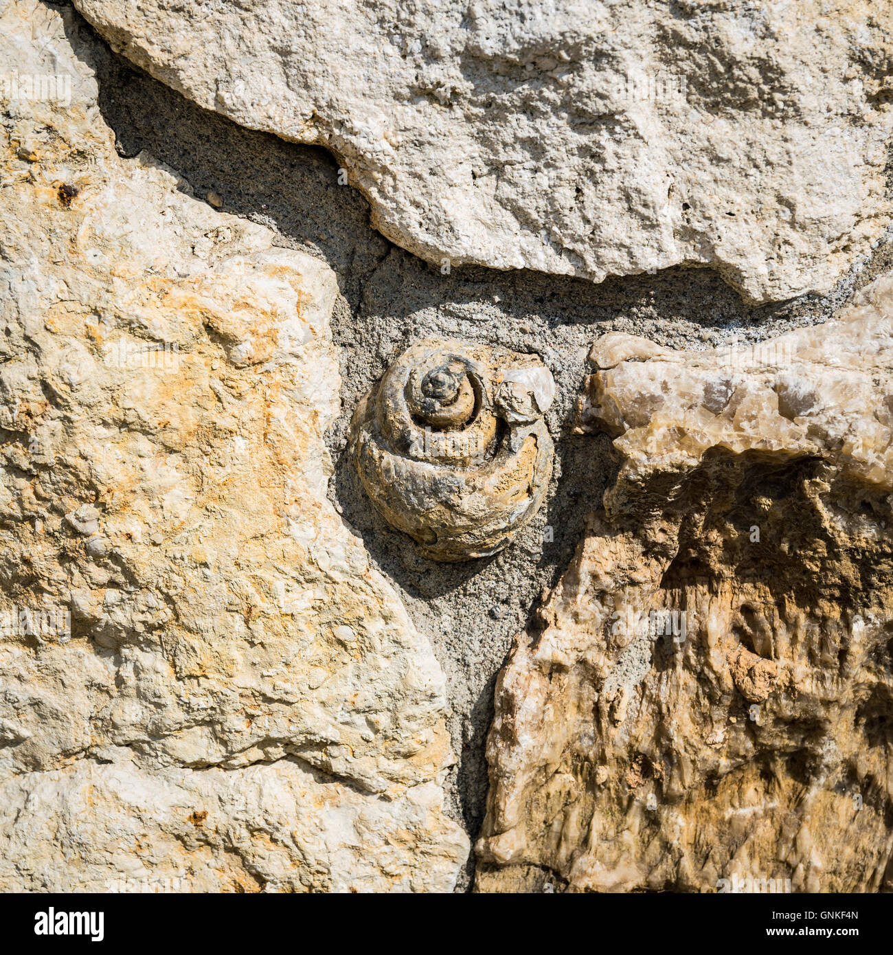 Fossils stone hi-res stock photography and images - Alamy