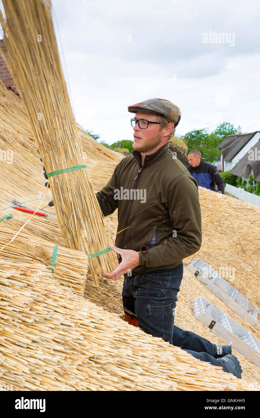Thatchers thatching a new roof traditional method with stooks of reeds ...