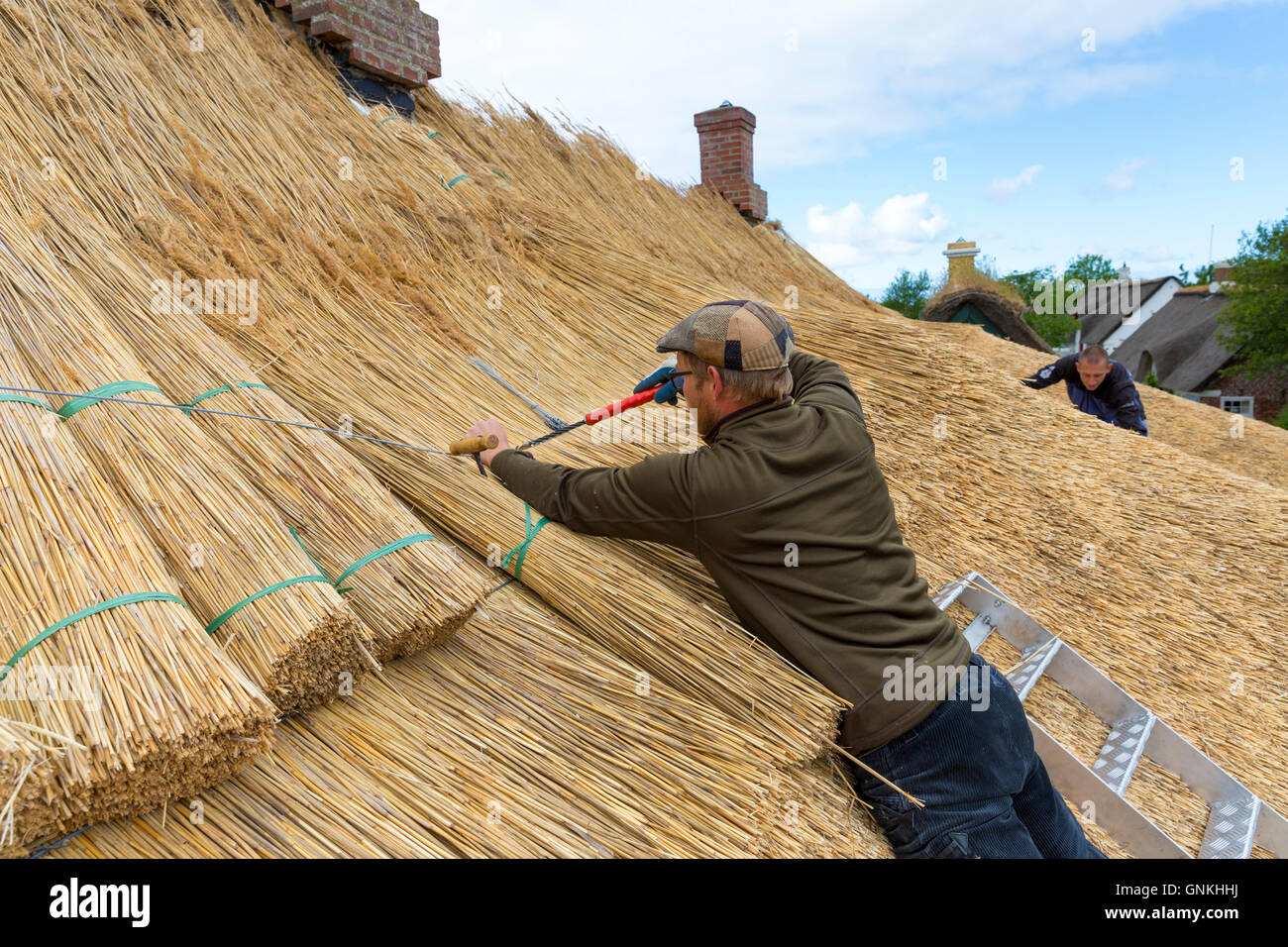 Thatchers thatching new roof traditional method with stooks of reeds ...