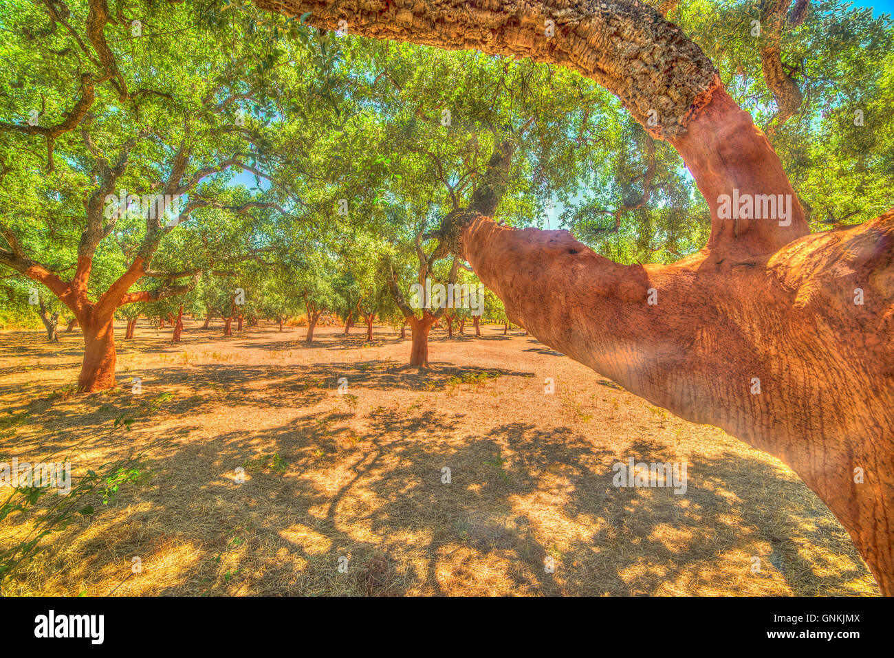 Forest of cork trees in a sunny day of summer Stock Photo - Alamy