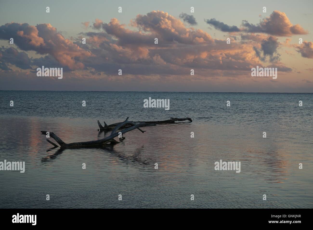 Driftwood in the ocean at sunrise. Ambergris Caye, Belize Stock Photo ...