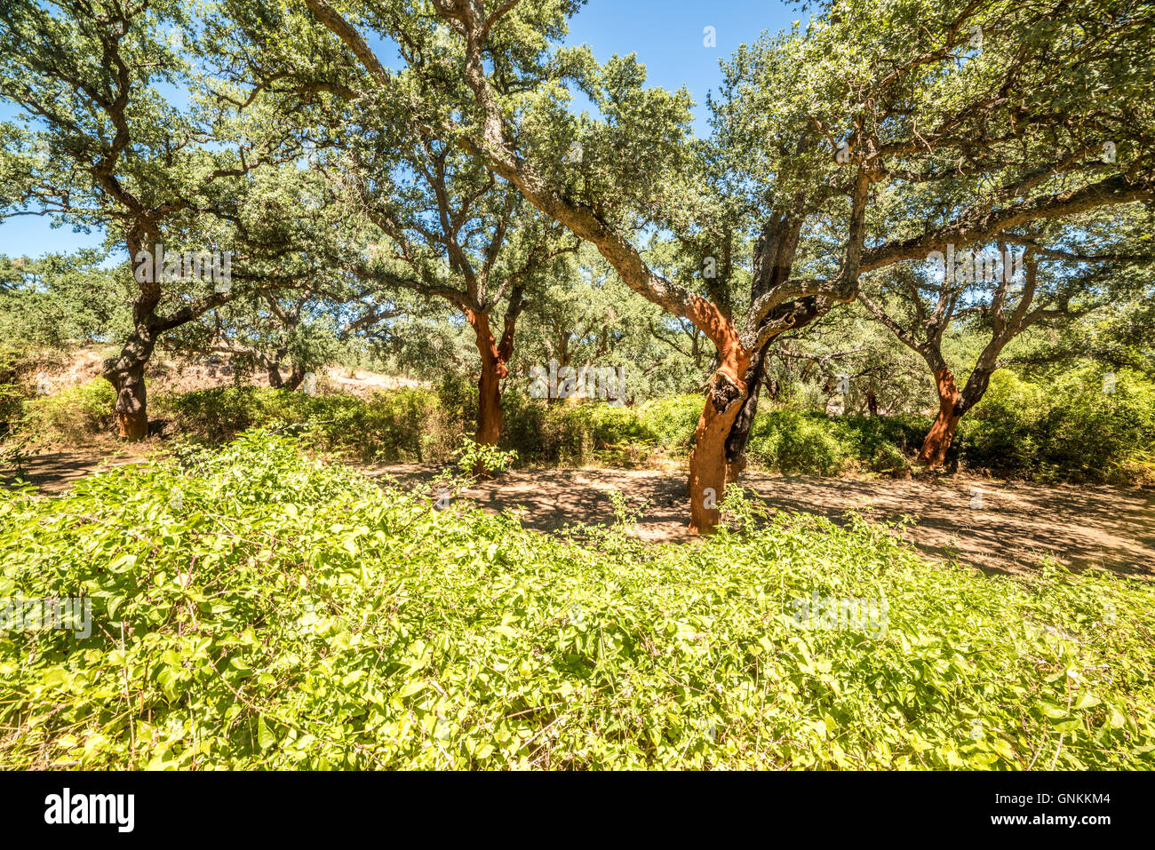 Forest of cork trees in a sunny day of summer Stock Photo - Alamy