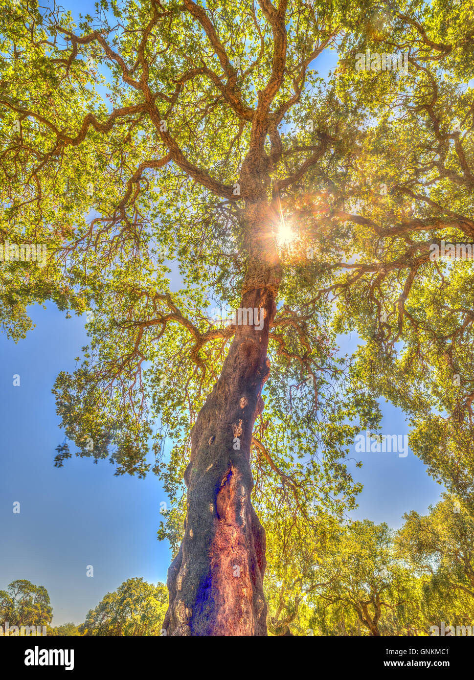 Forest of cork trees in a sunny day of summer Stock Photo - Alamy