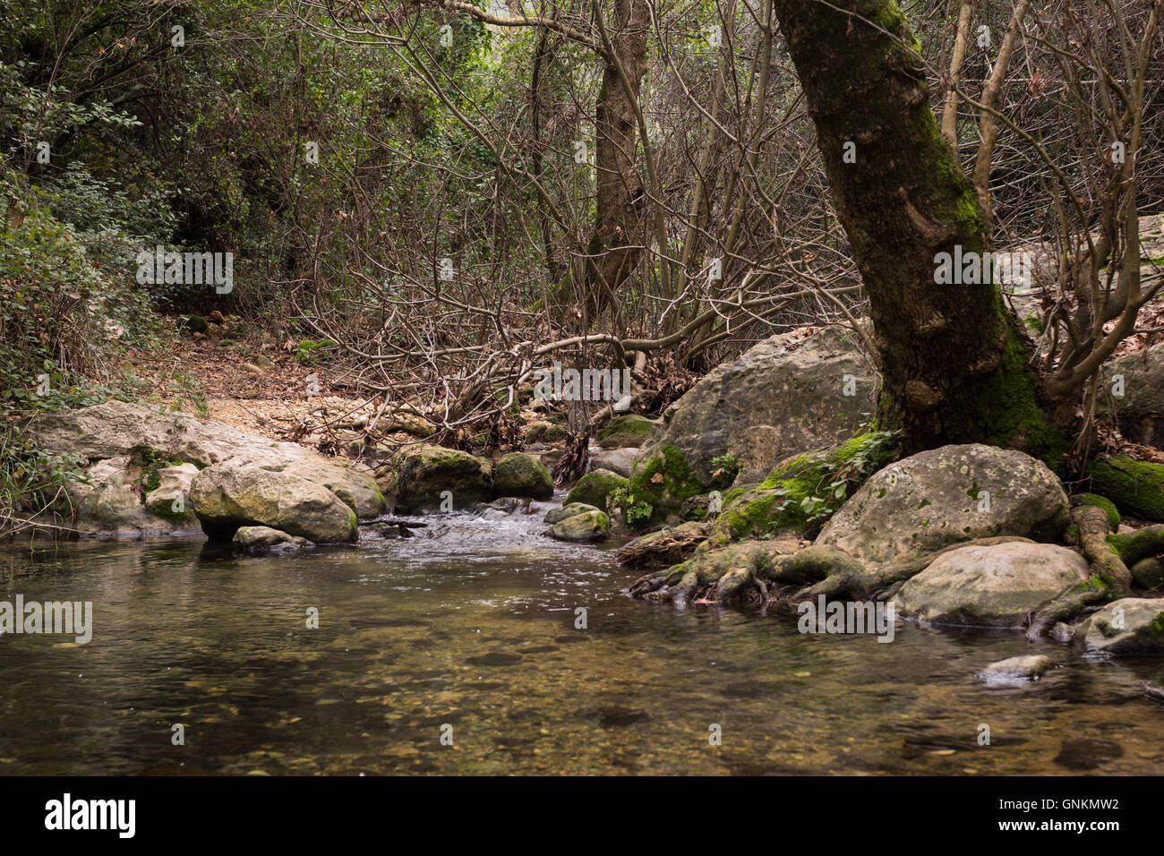 Small and silent spring in the forest Stock Photo - Alamy