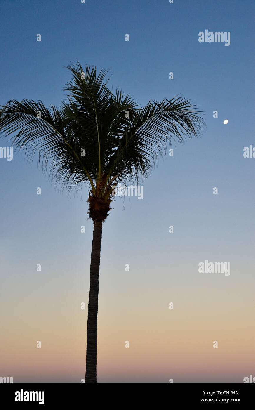 Coconut tree and moon hi-res stock photography and images - Alamy
