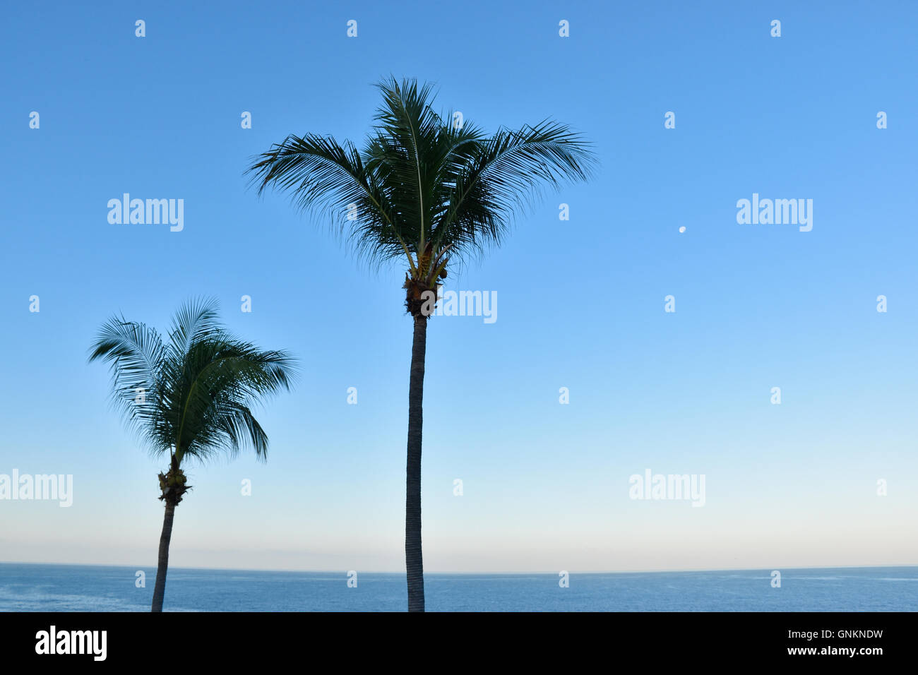 Coconut tree and moon hi-res stock photography and images - Alamy