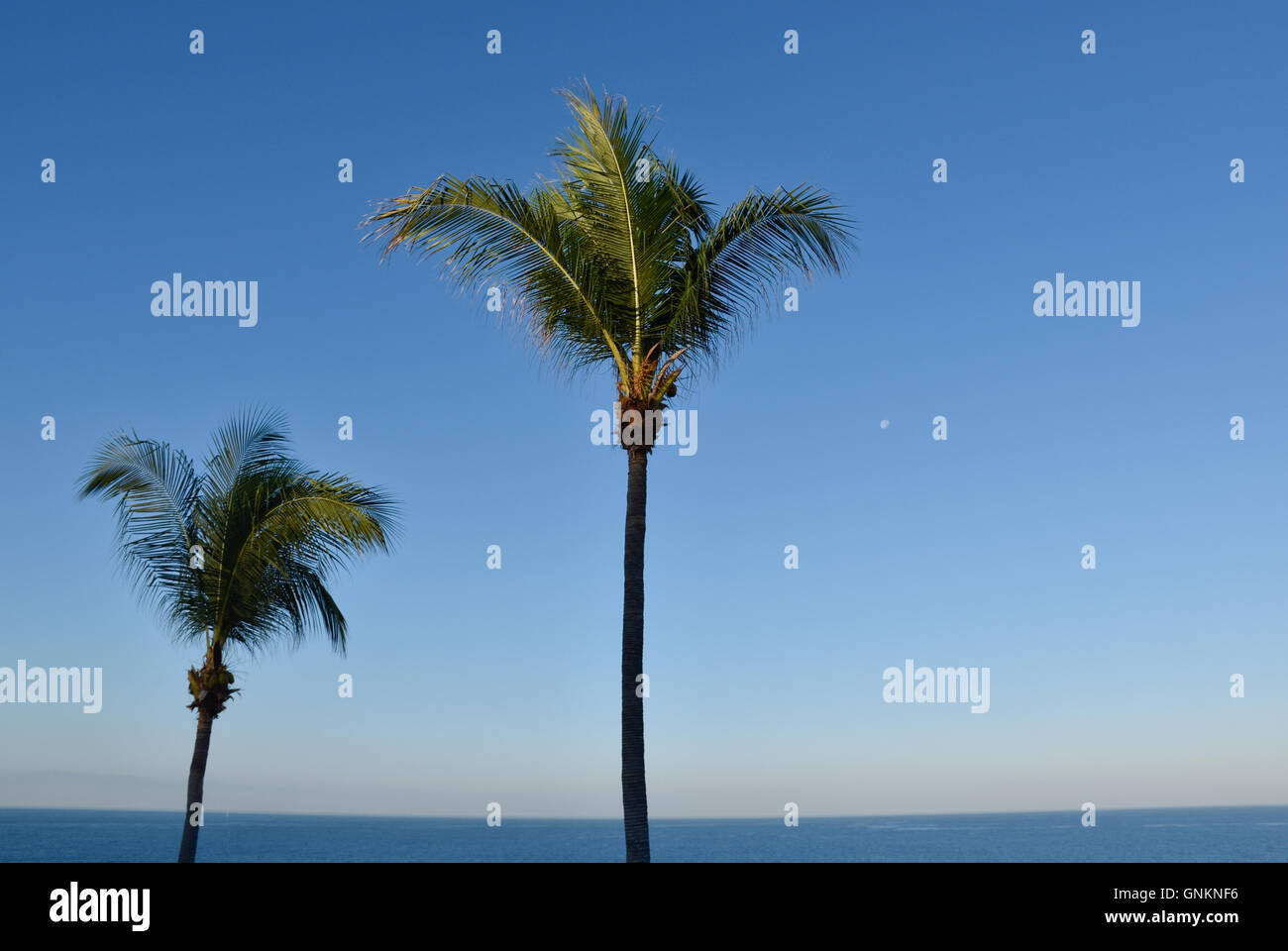 Coconut tree and moon hi-res stock photography and images - Alamy