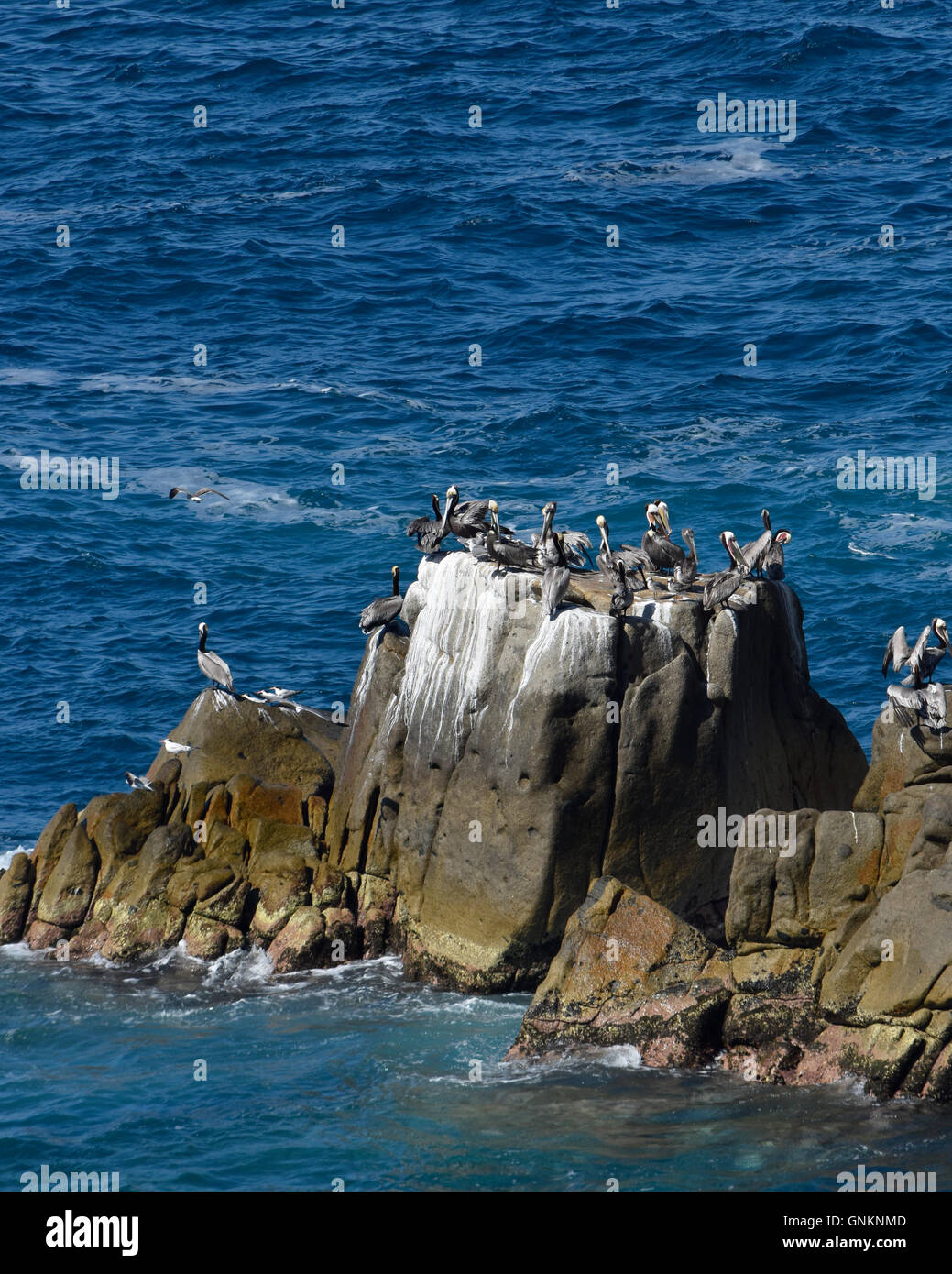 Pelicans on rocks in the Pacific Ocean off the coast of Acapulco ...