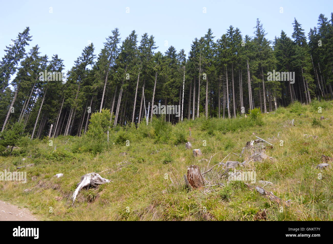 Tree line at the edge of a forest Stock Photo - Alamy