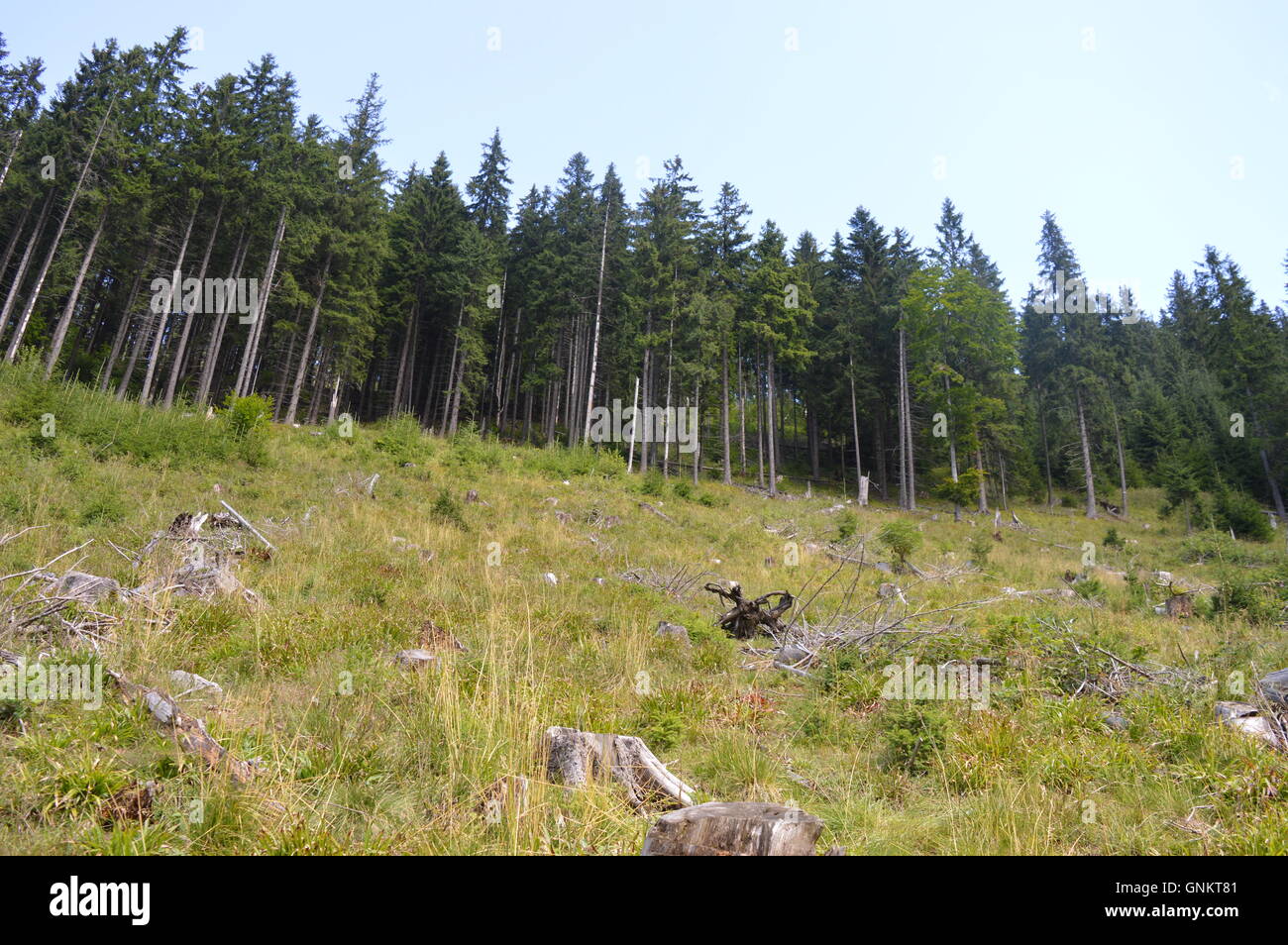 Edge tree hi-res stock photography and images - Alamy