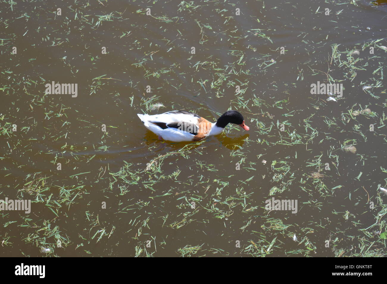Dirty duck hi-res stock photography and images - Alamy