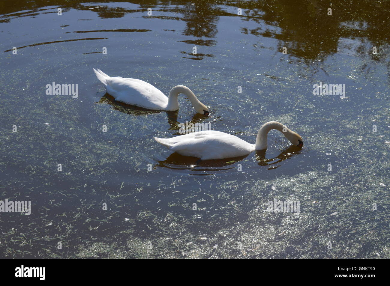 Swans eating hi-res stock photography and images - Alamy