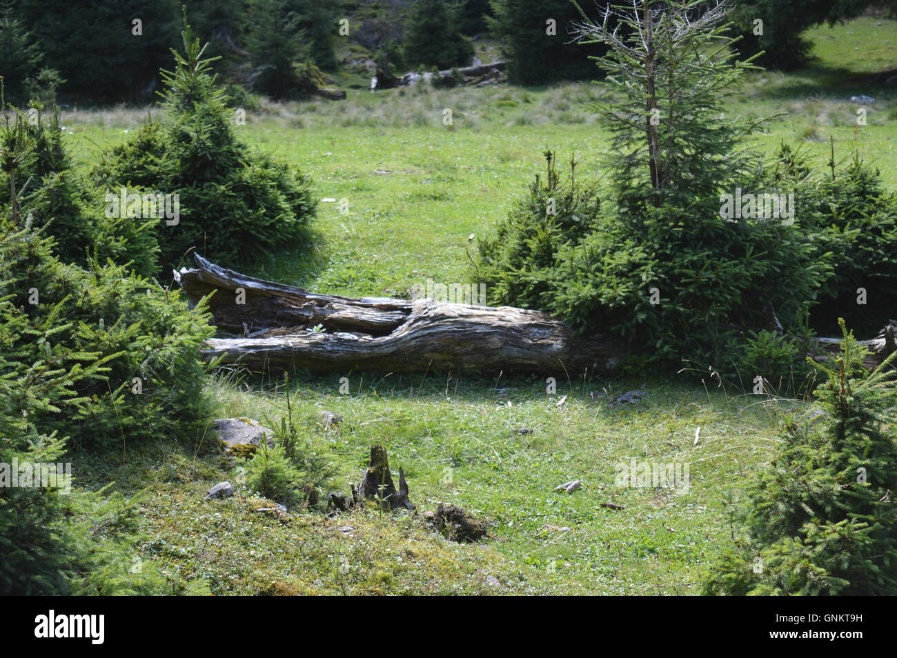 Old fallen trunk hi-res stock photography and images - Alamy