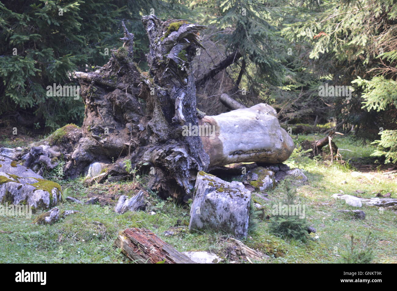 An overturned tree stump Stock Photo - Alamy