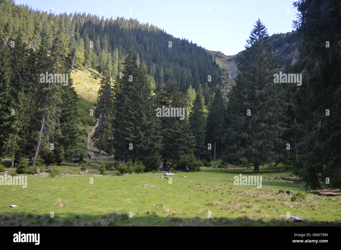 A glade in a forest Stock Photo - Alamy