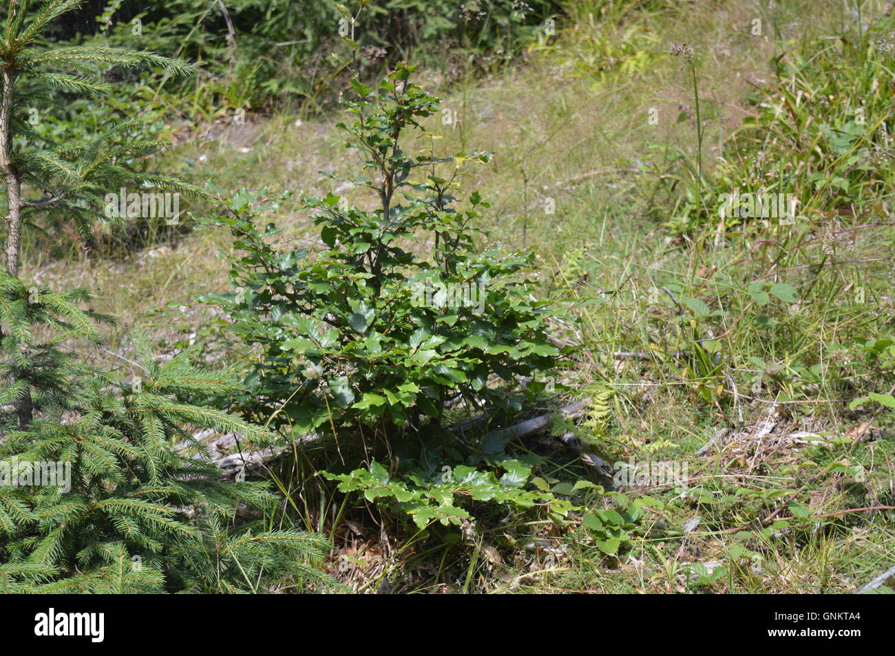 Coniferius trees hi-res stock photography and images - Alamy
